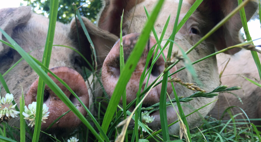 pigs-in-grass – Drager Farms, LLC